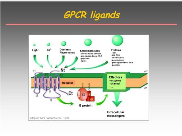 G protein couple receptors si | PPT