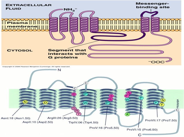 G protein couple receptors si | PPT