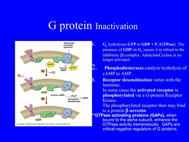 G protein couple receptors si | PPT