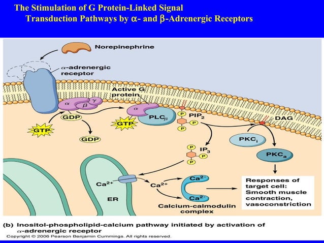 G protein couple receptors si | PPT