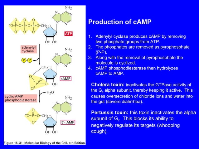G protein couple receptors si | PPT