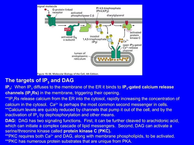 G protein couple receptors si | PPT