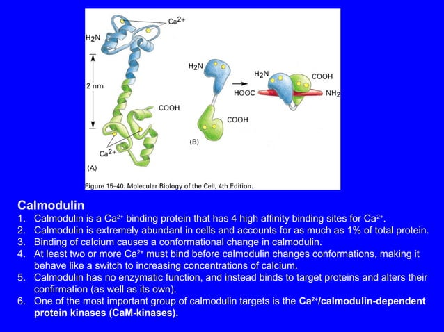 G protein couple receptors si | PPT