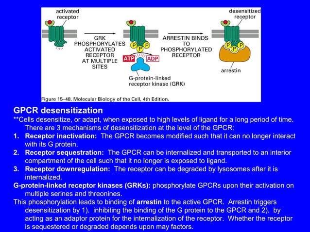 G protein couple receptors si | PPT