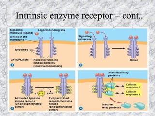 g protein receptor in pharmacodynamics..pptx