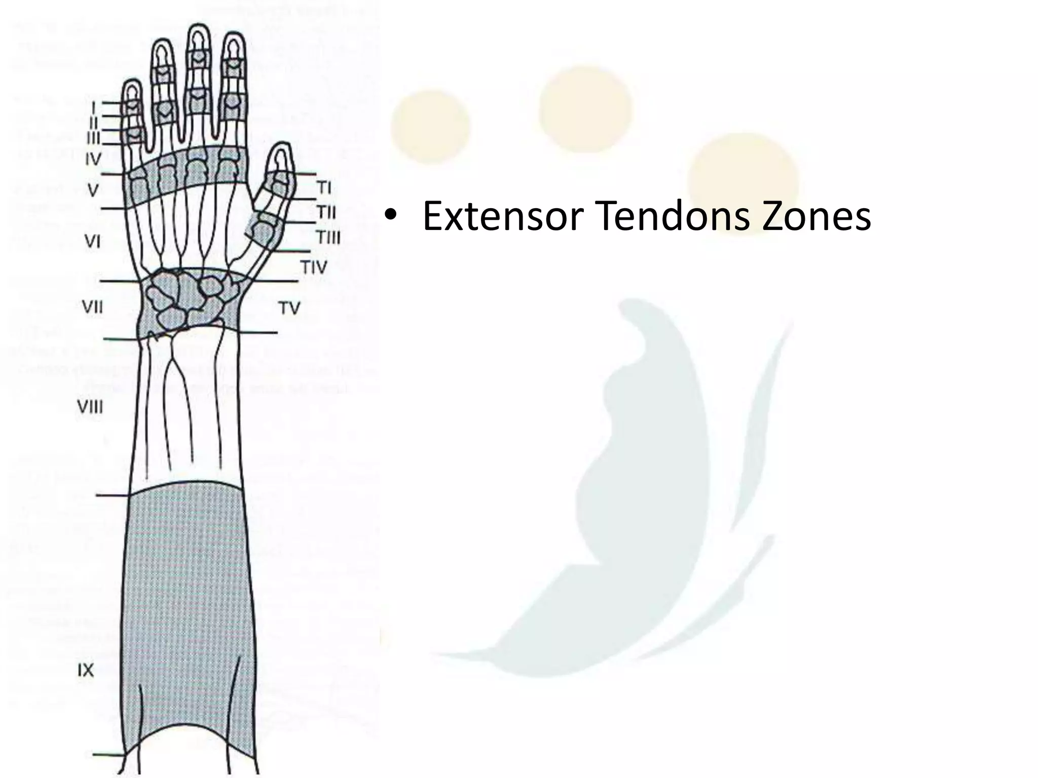 Gps flexor-tendon-talk | PPTX