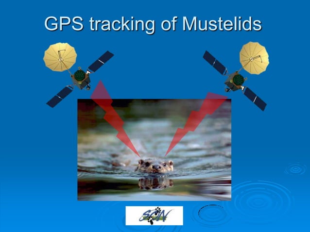 Gps tracking of mustelids | PDF