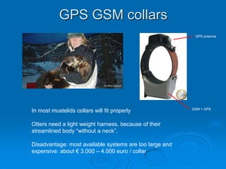 Gps tracking of mustelids | PDF
