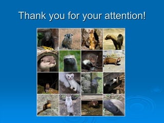 Gps tracking of mustelids | PDF