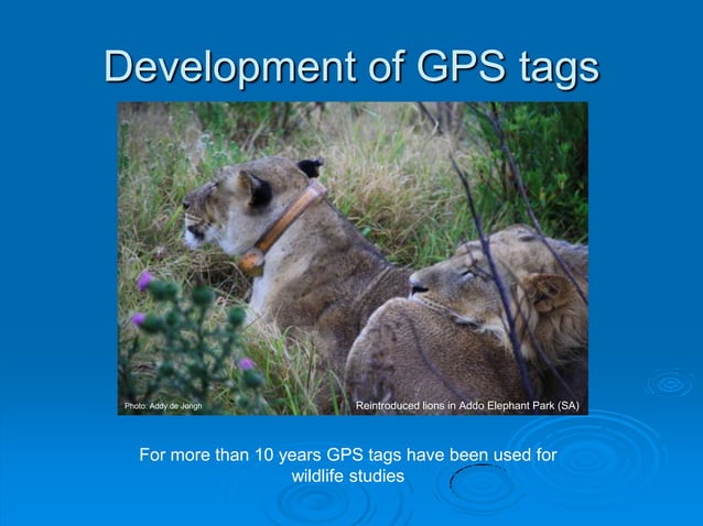 Gps tracking of mustelids | PDF