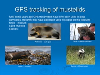 Gps tracking of mustelids | PDF