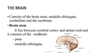 structures of the nervous system | PPT