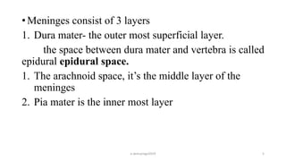 structures of the nervous system | PPT