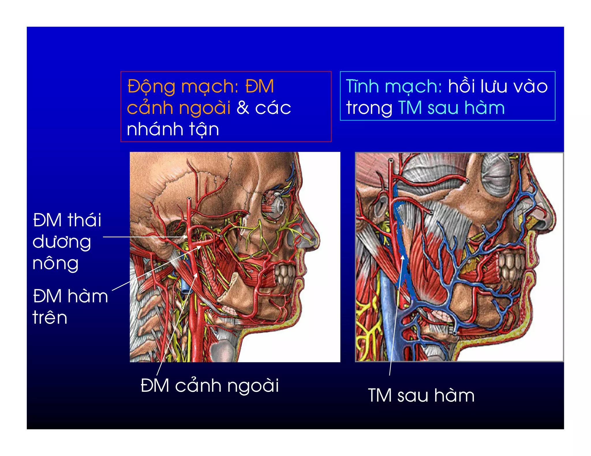 Gp vung mang tai | PPT
