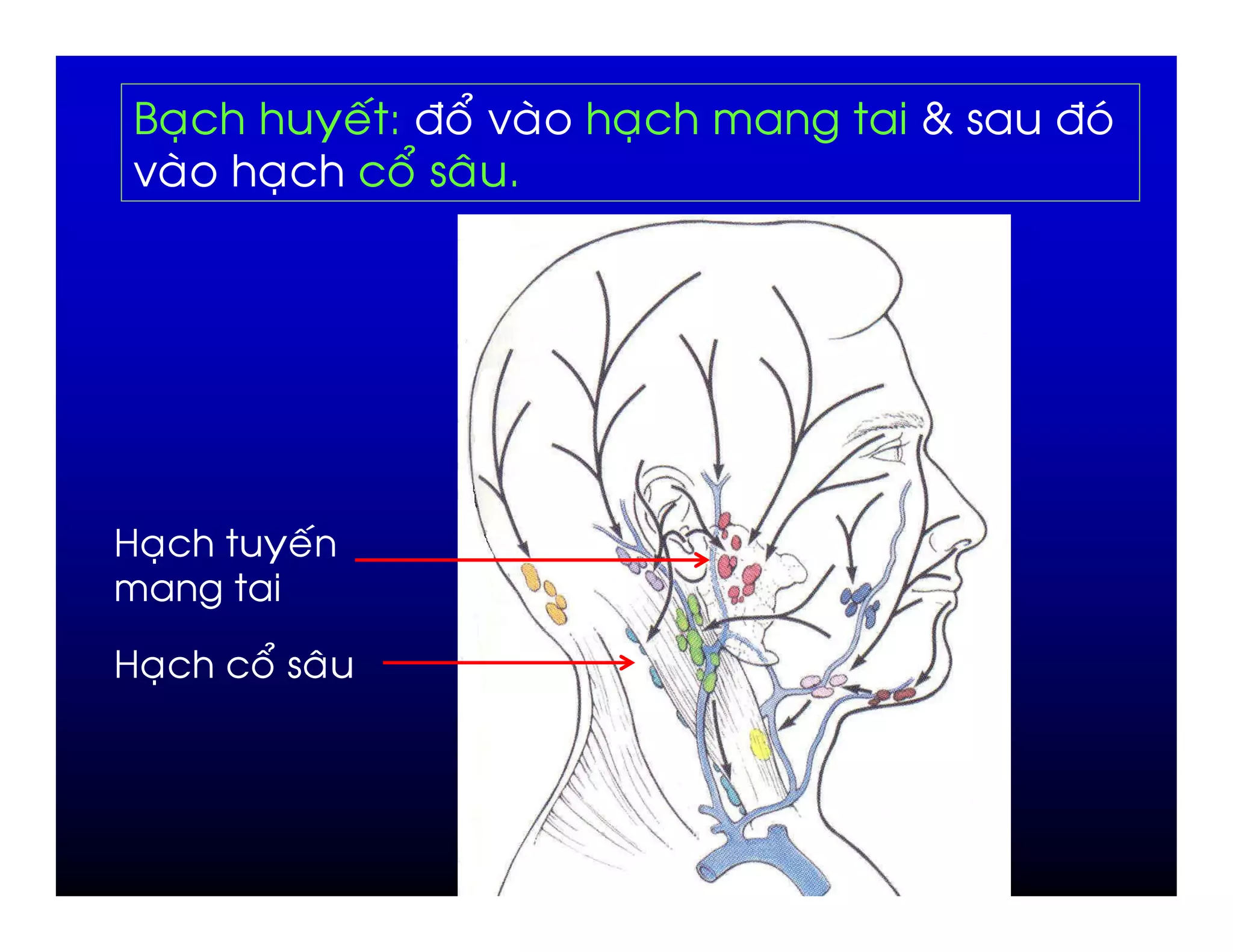 Gp vung mang tai | PPT