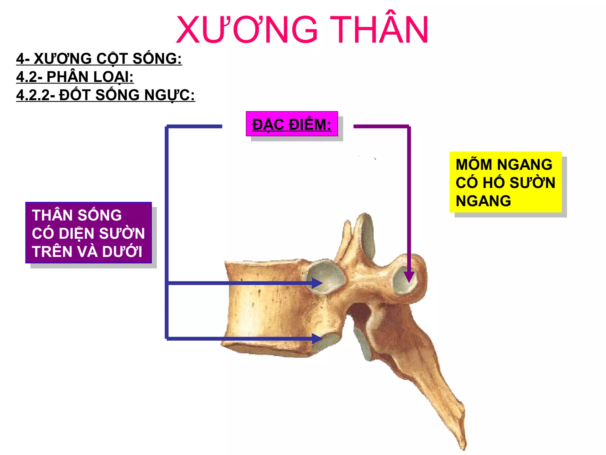GIẢI PHẪU VÙNG NGỰC BỤNG | PPT