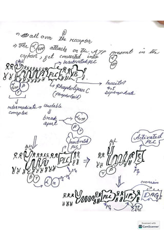 Gq Signaling with respect to Muscarinic Receptorspdf | PDF