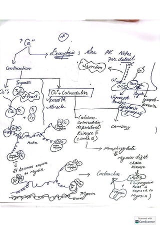 Gq Signaling with respect to Muscarinic Receptorspdf | PDF