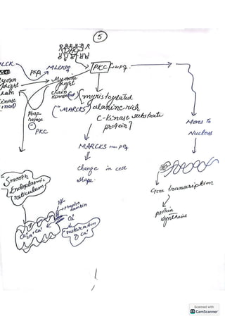 Gq Signaling with respect to Muscarinic Receptorspdf | PDF