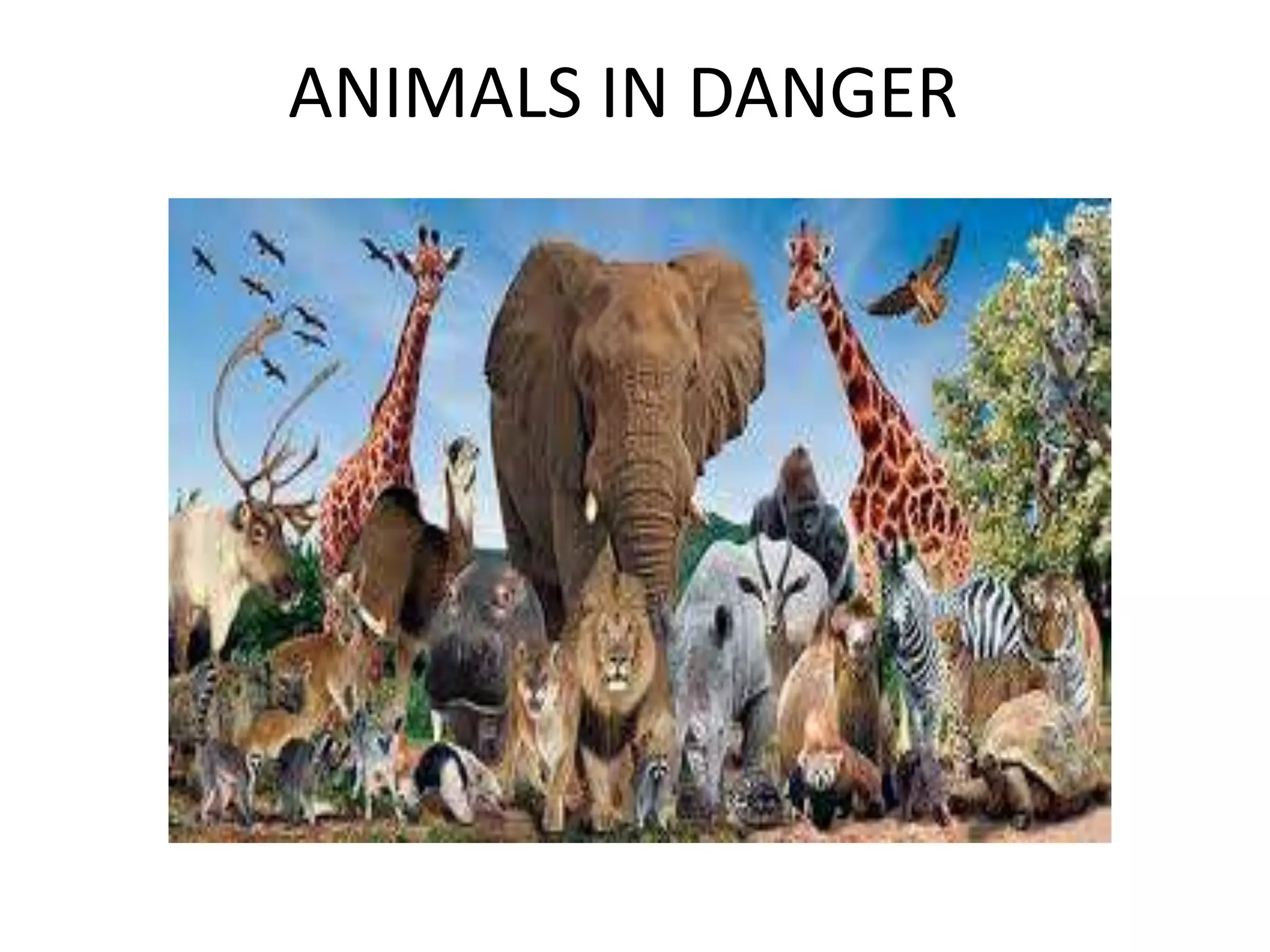 Animals in danger | PPTX