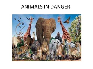 Animals in danger | PPT
