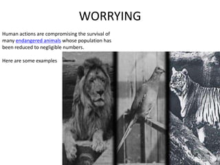Animals in danger | PPTX