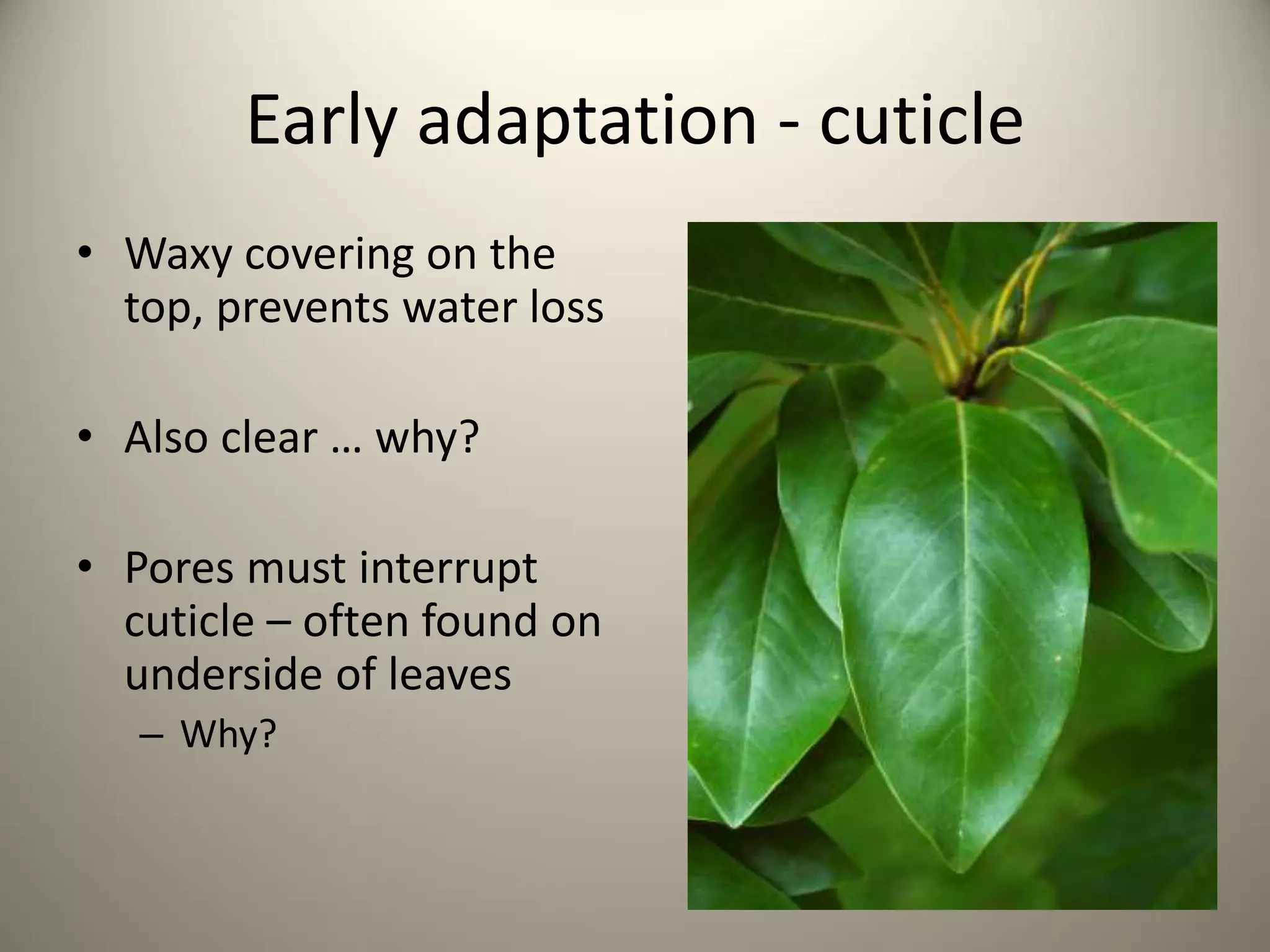Gr. 11 - Plant diversity.ppt