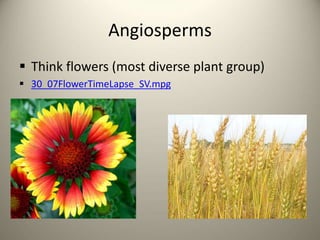 Gr. 11 - Plant diversity.ppt