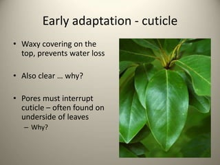 Gr. 11 - Plant diversity.ppt