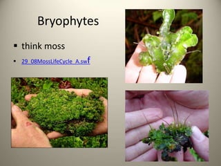 Gr. 11 - Plant diversity.ppt