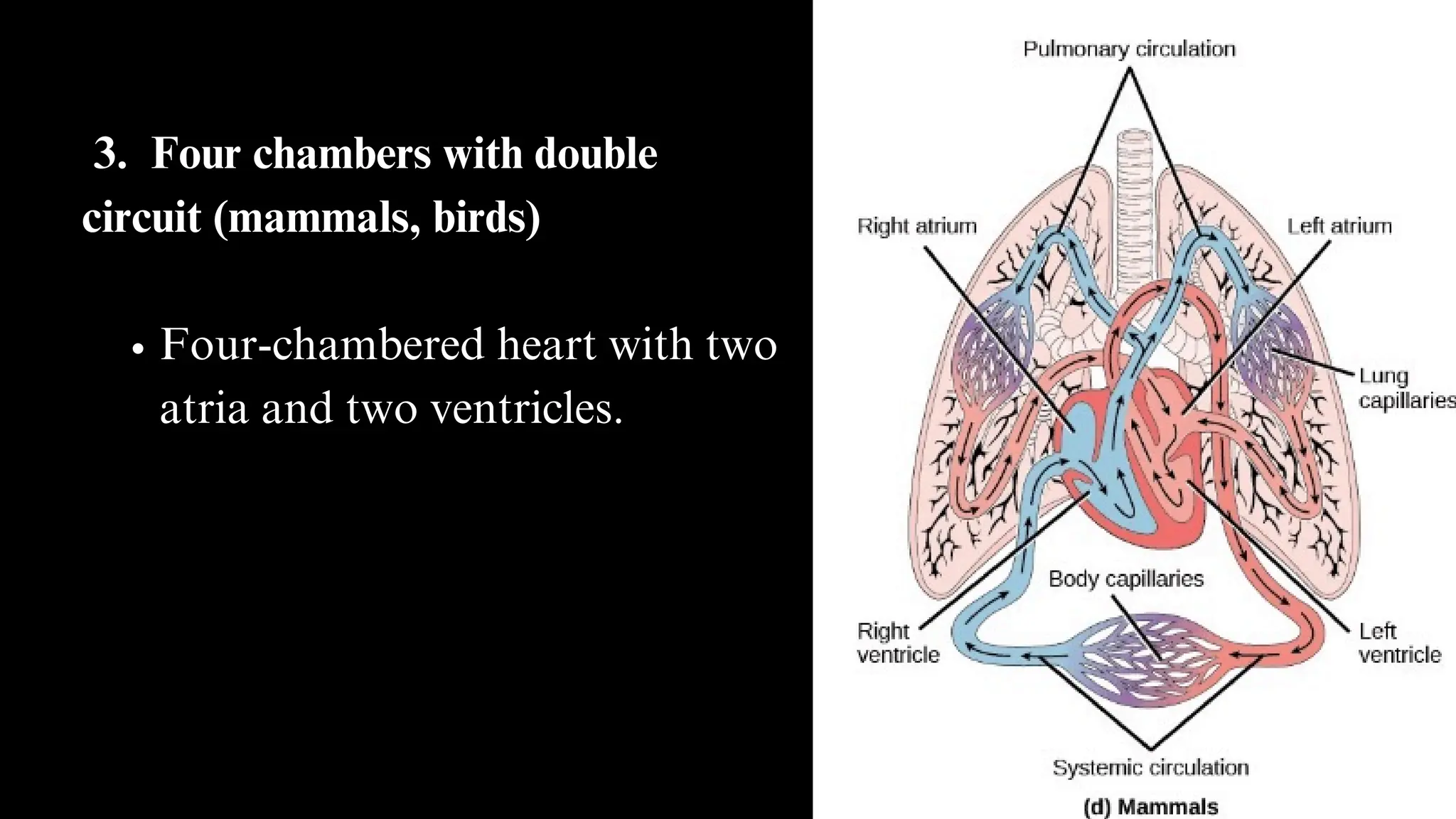 Circulatory System in Plants and Animals.pdf