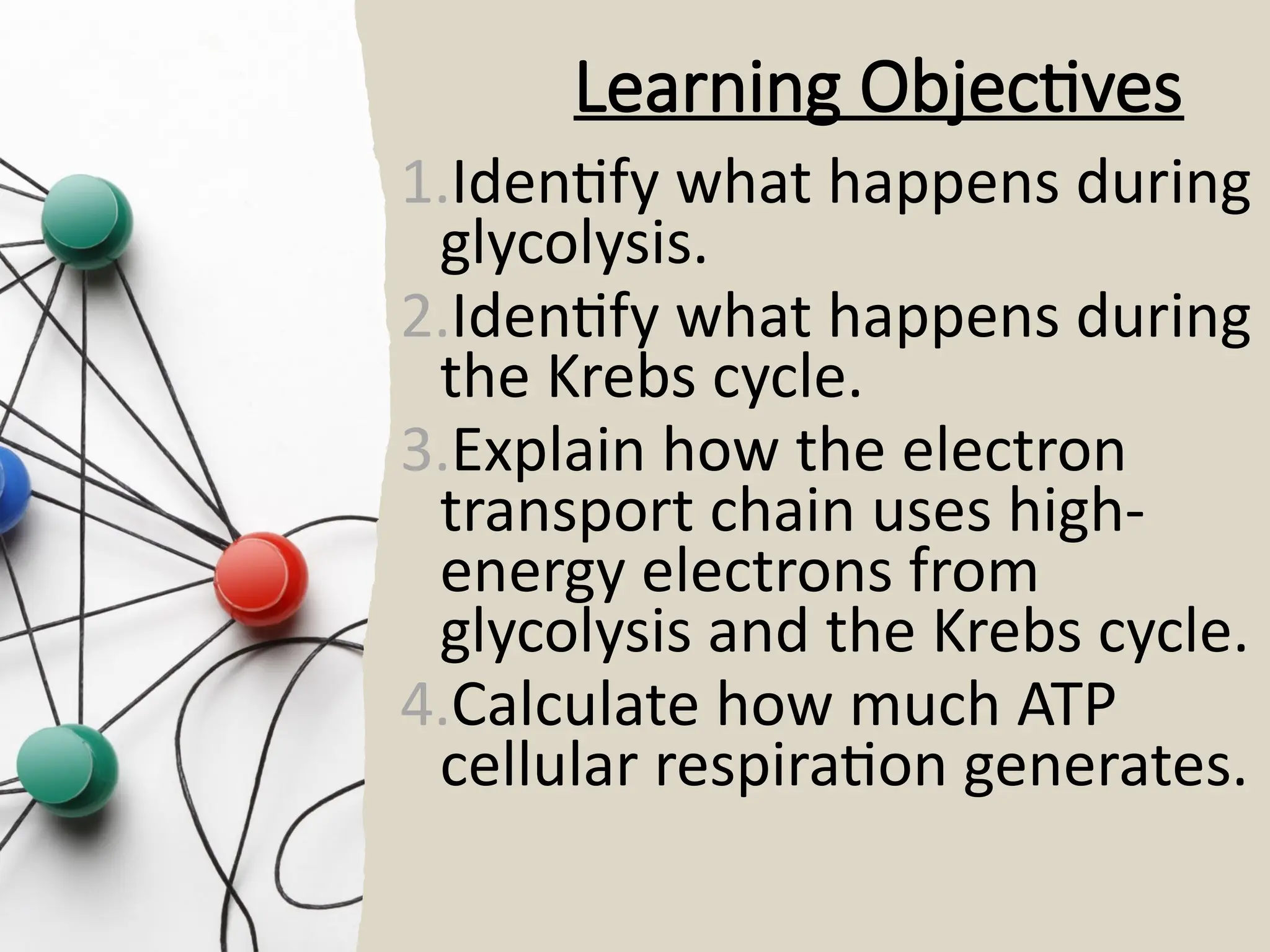 Gr.9 Biology L.10.2.ppt The Process of Cellular Respiration | PPTX