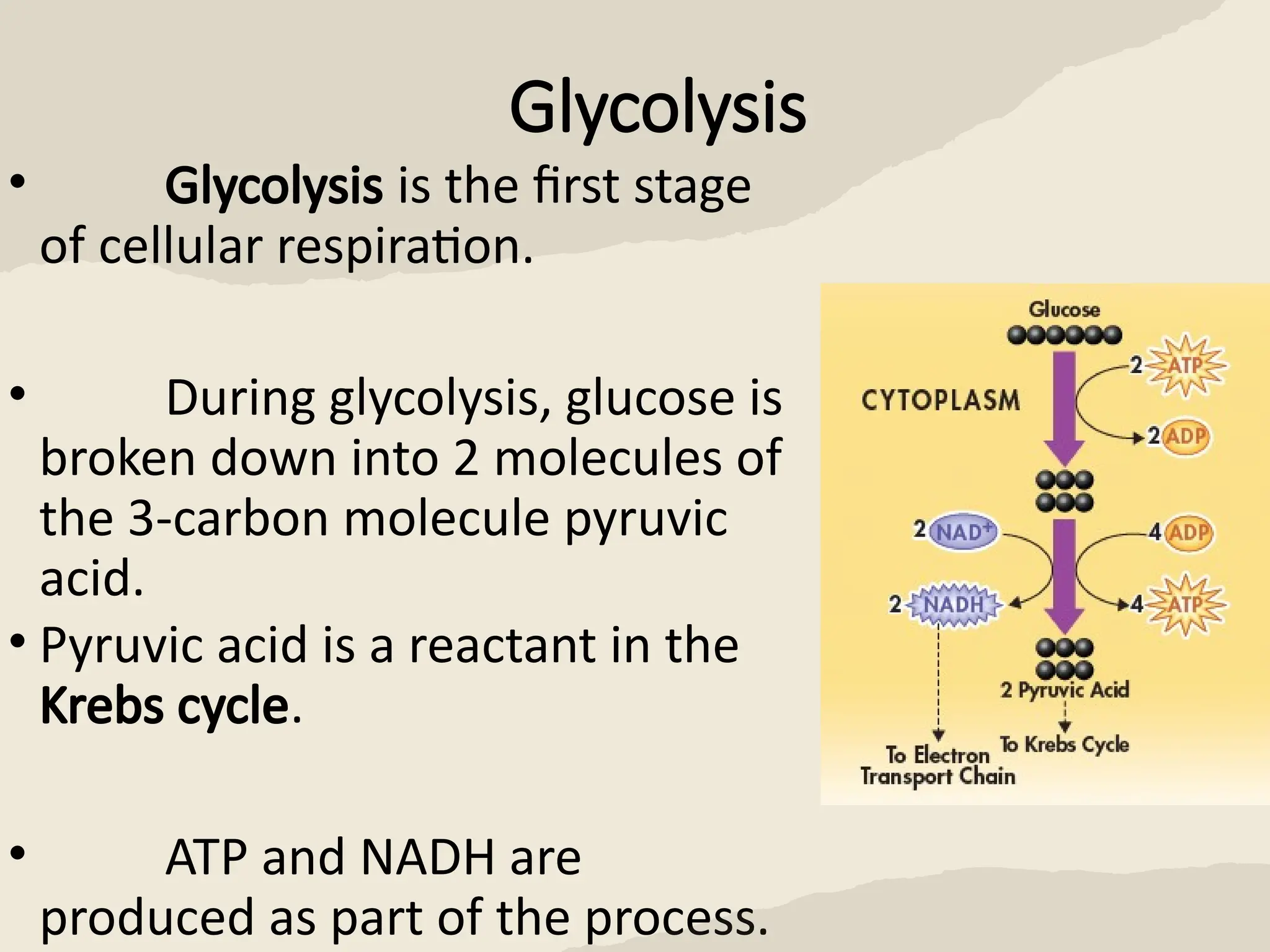 Gr.9 Biology L.10.2.ppt The Process of Cellular Respiration | PPTX