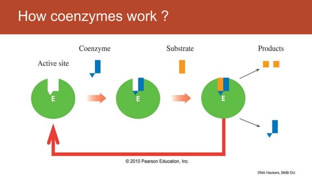 Coenzyme (Intro) | PPTX