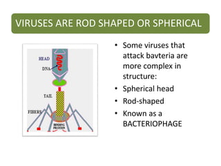 Gr 11 virusses,_bacteria,_protists_and_fungi_eng_only[1] | PPT