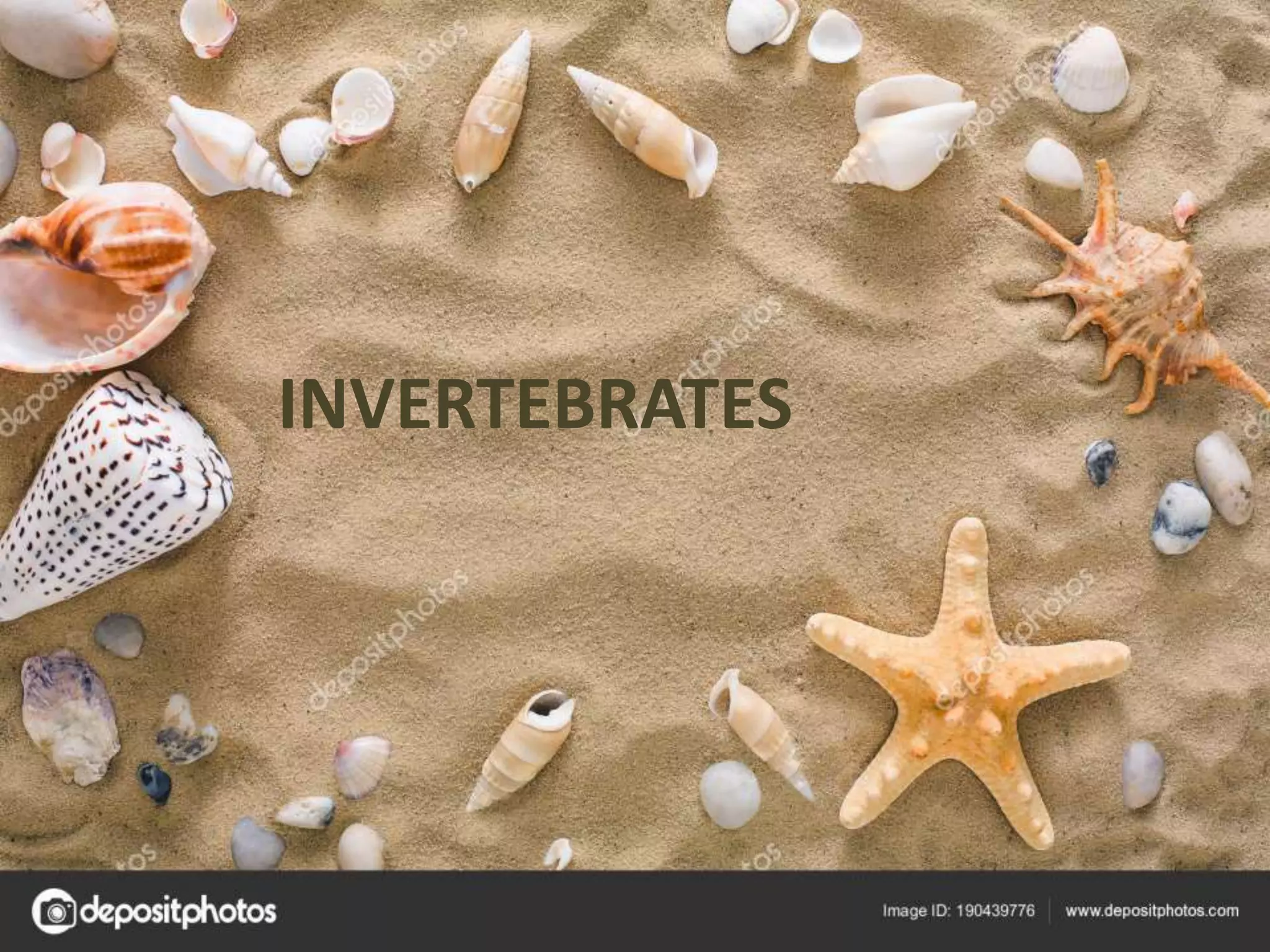 Invertebrates | PPTX