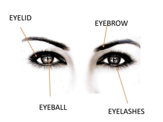 Parts of the Eye and Ailments | PPTX