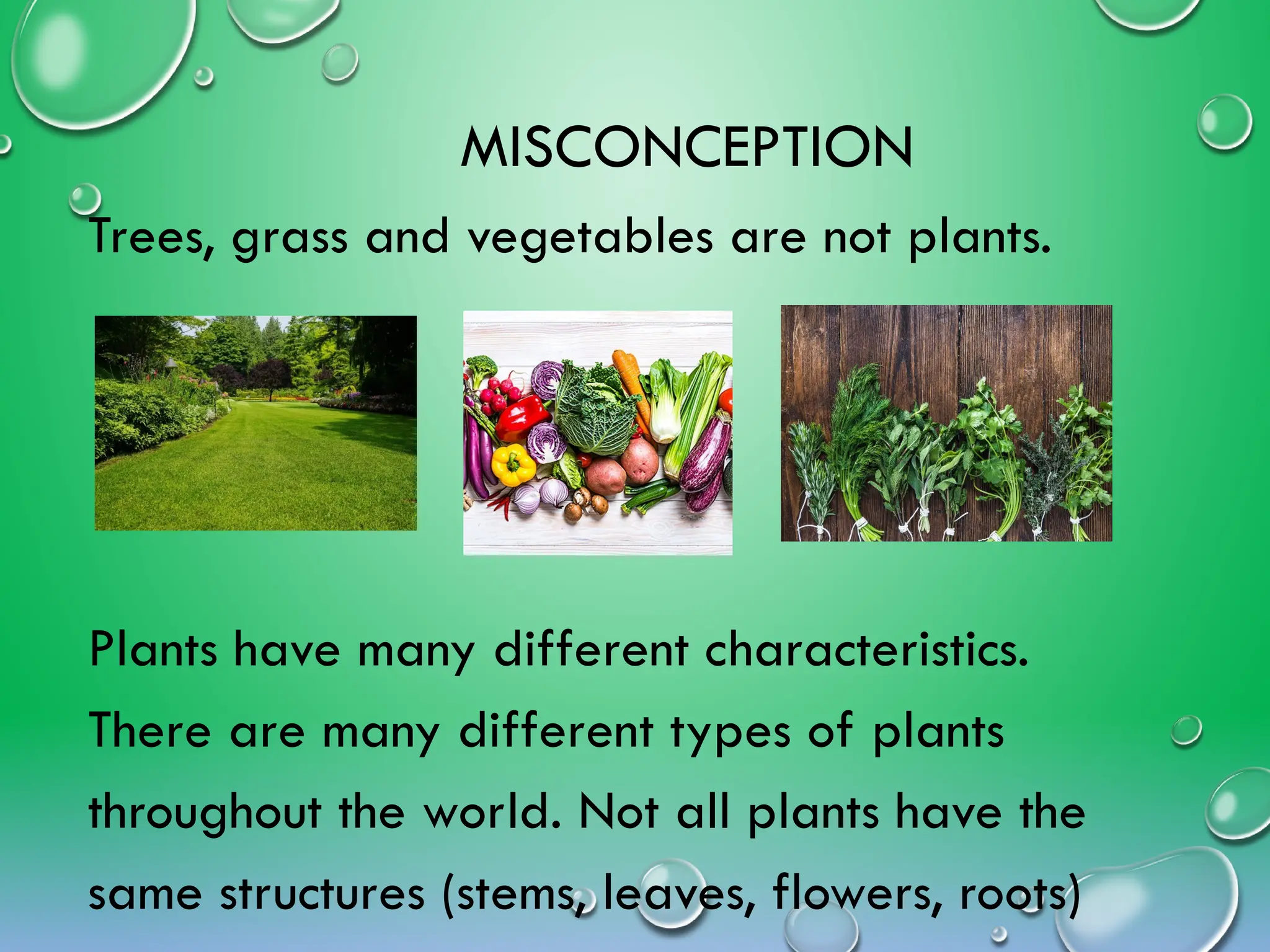 Gr2-Types of Plants PPT and their classification | PPTX