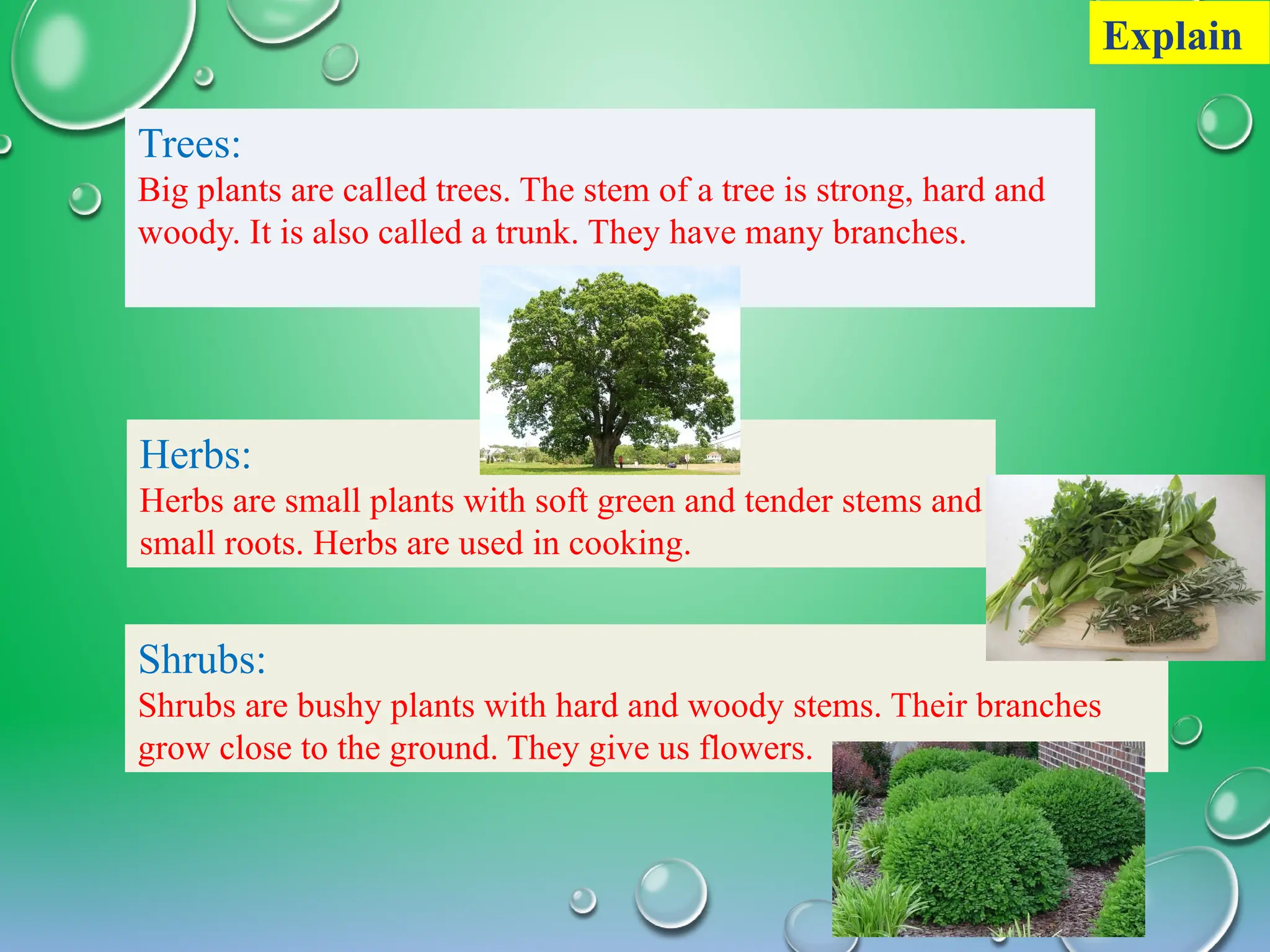 Gr2-Types of Plants PPT and their classification | PPT