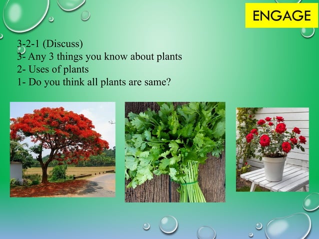 Gr2-Types of Plants PPT and their classification | PPT