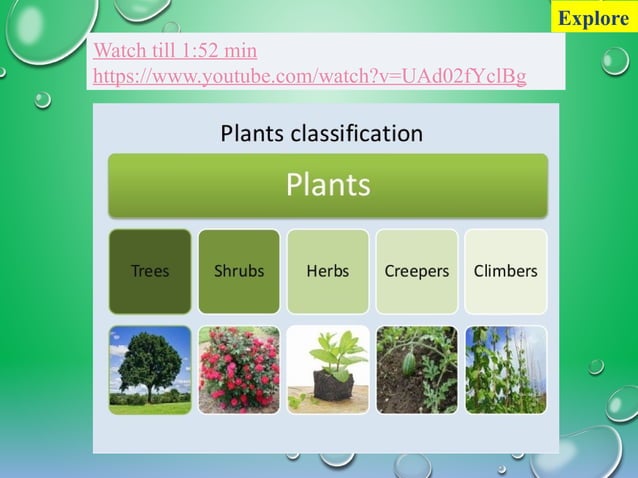 Gr2-Types of Plants PPT and their classification | PPT