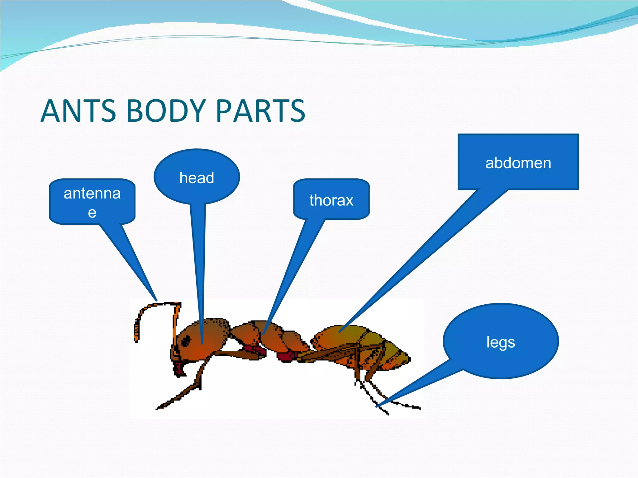 Gr2 Mini Beasts | PPT | Birds | Pets