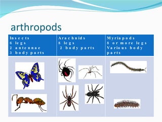 Gr2 Mini Beasts | PPT