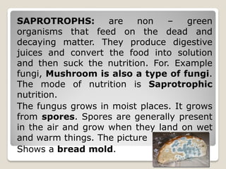 Nutrition in Plants Class 7 Chapter 1 | PDF