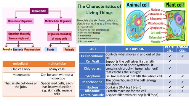Gr7 U0&1 animal and plan Cells revision sheet.pptx