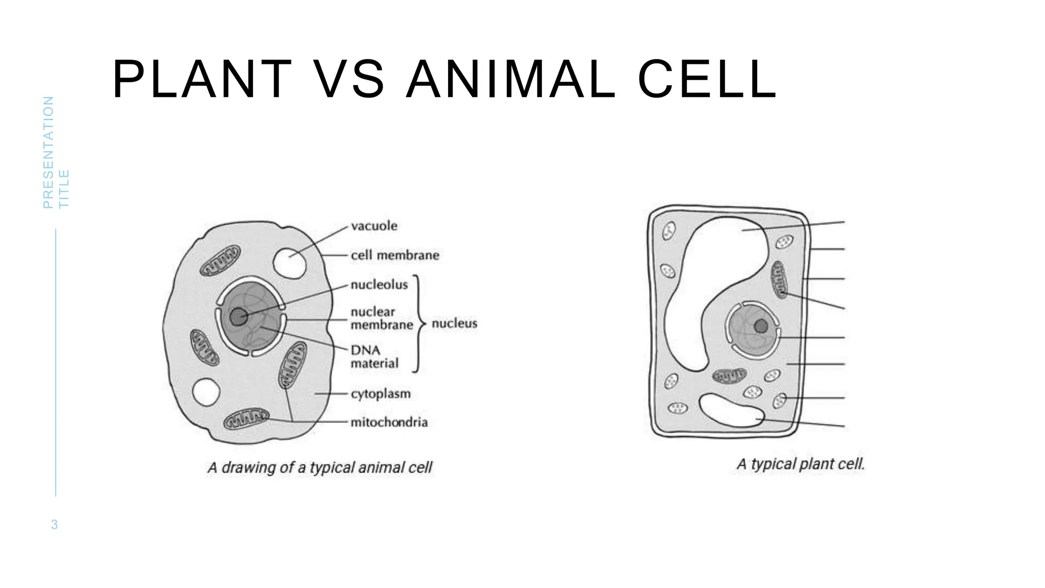 Natural Sciences Plant/Animal Cells Grade 9.pptx