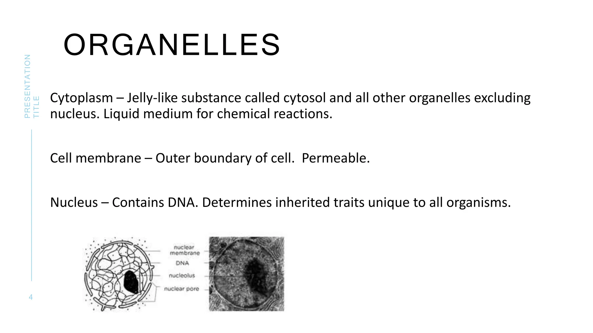 Natural Sciences Plant/Animal Cells Grade 9.pptx