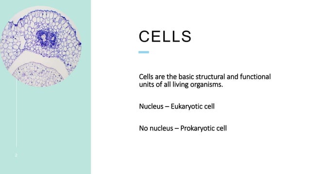 Natural Sciences Plant/Animal Cells Grade 9.pptx | Biological Sciences ...