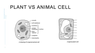 Natural Sciences Plant/Animal Cells Grade 9.pptx