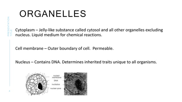 Natural Sciences Plant/Animal Cells Grade 9.pptx | Biological Sciences ...
